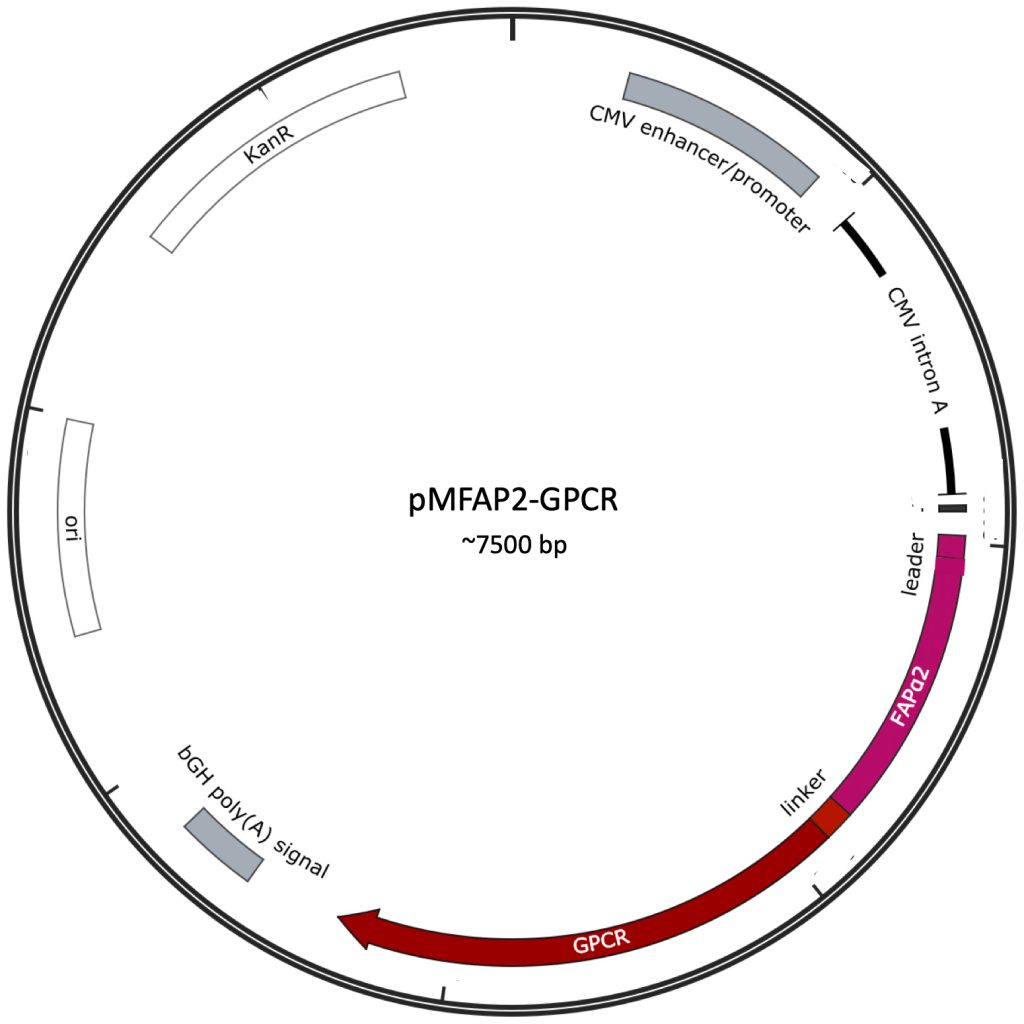 GPR6 / α2 FAP - SpectraGenetics